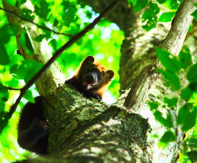 Land Stewardship - Manchester Essex Conservation Trust
